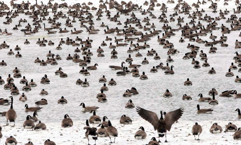 Winnipeg’s goose problem? – Winnipeg Free Press