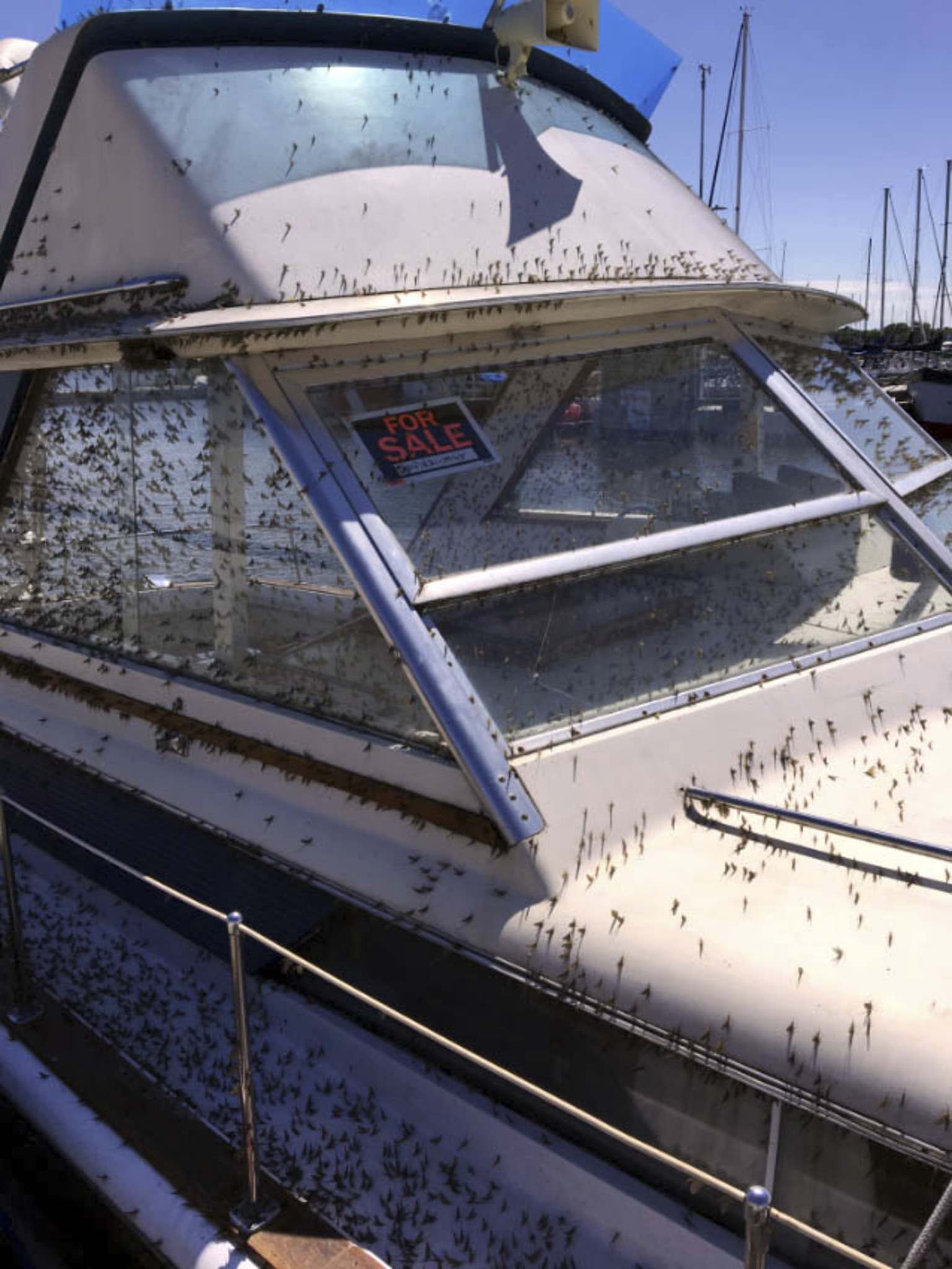 Gimli blanketed in fish flies – Winnipeg Free Press