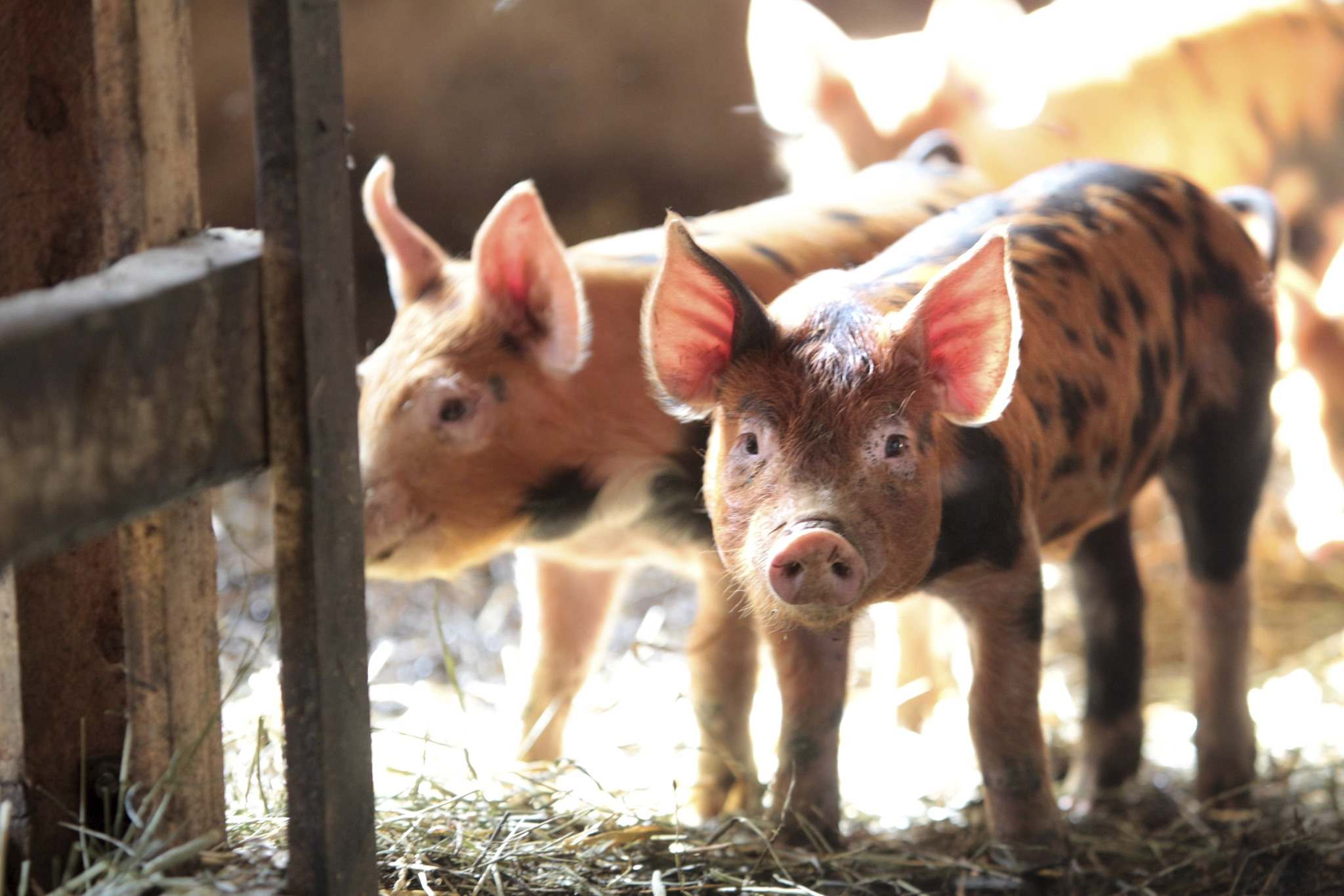 Changes to stop spread of deadly pig diarrhea could be costly ...