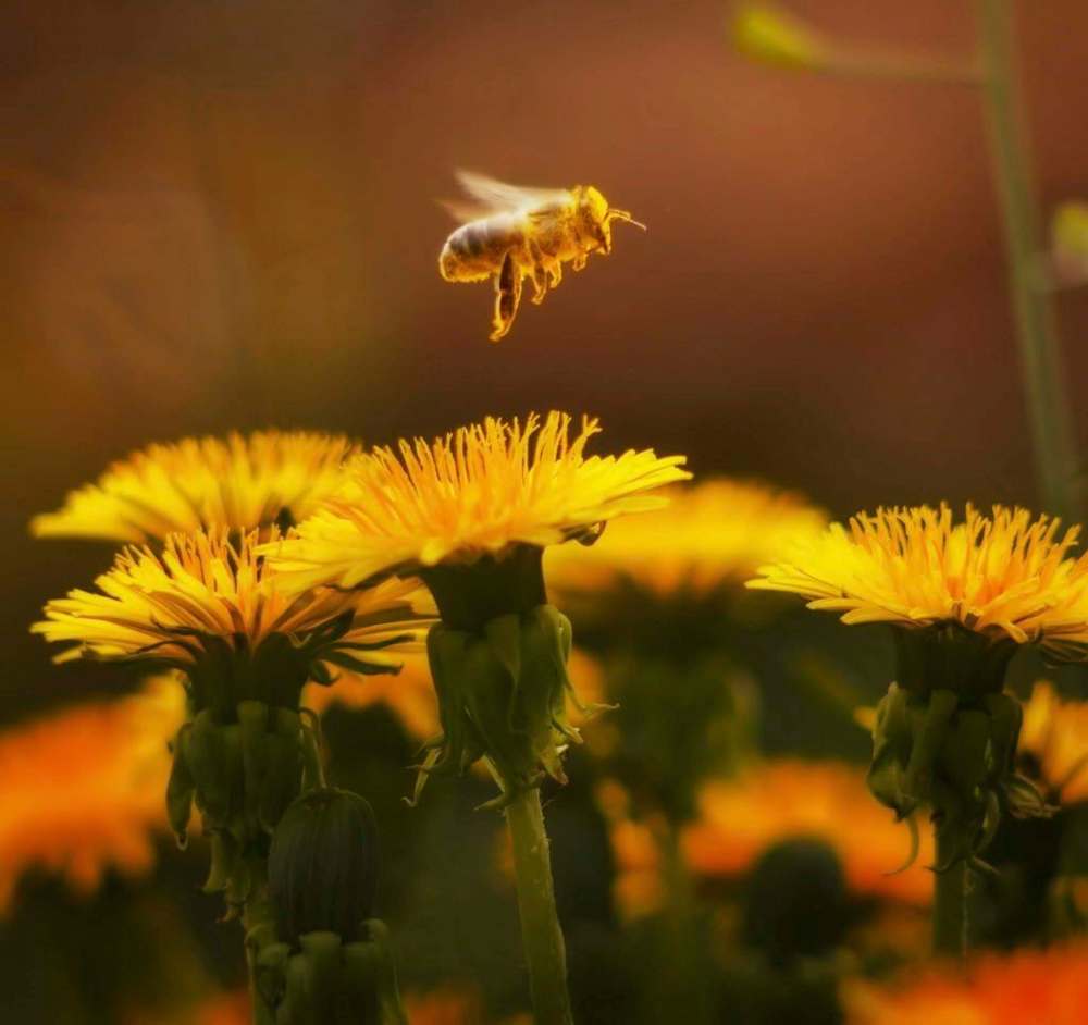 The bee sting Facts You Need To Know Winnipeg Free Press the-bee-sting-facts-you-need-to-know-winnipeg-free-press