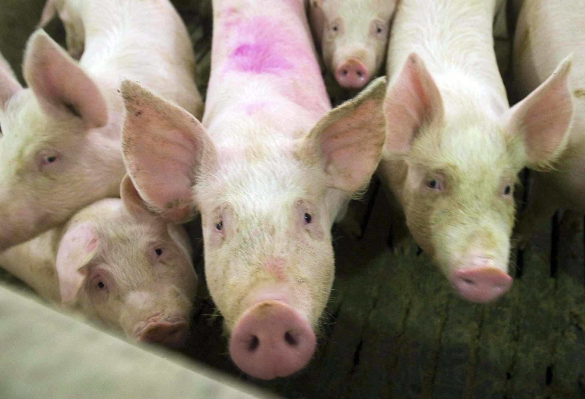 Pork virus strikes another Manitoba farm – Winnipeg Free Press