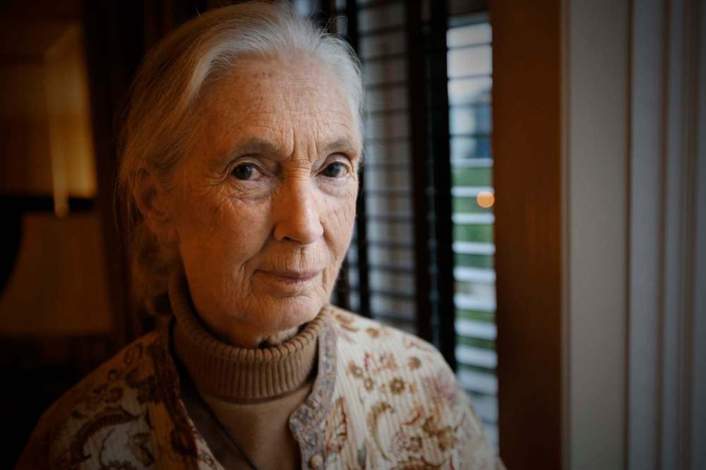 Primatologist Jane Goodall to receive honorary doctorate from U of W ...