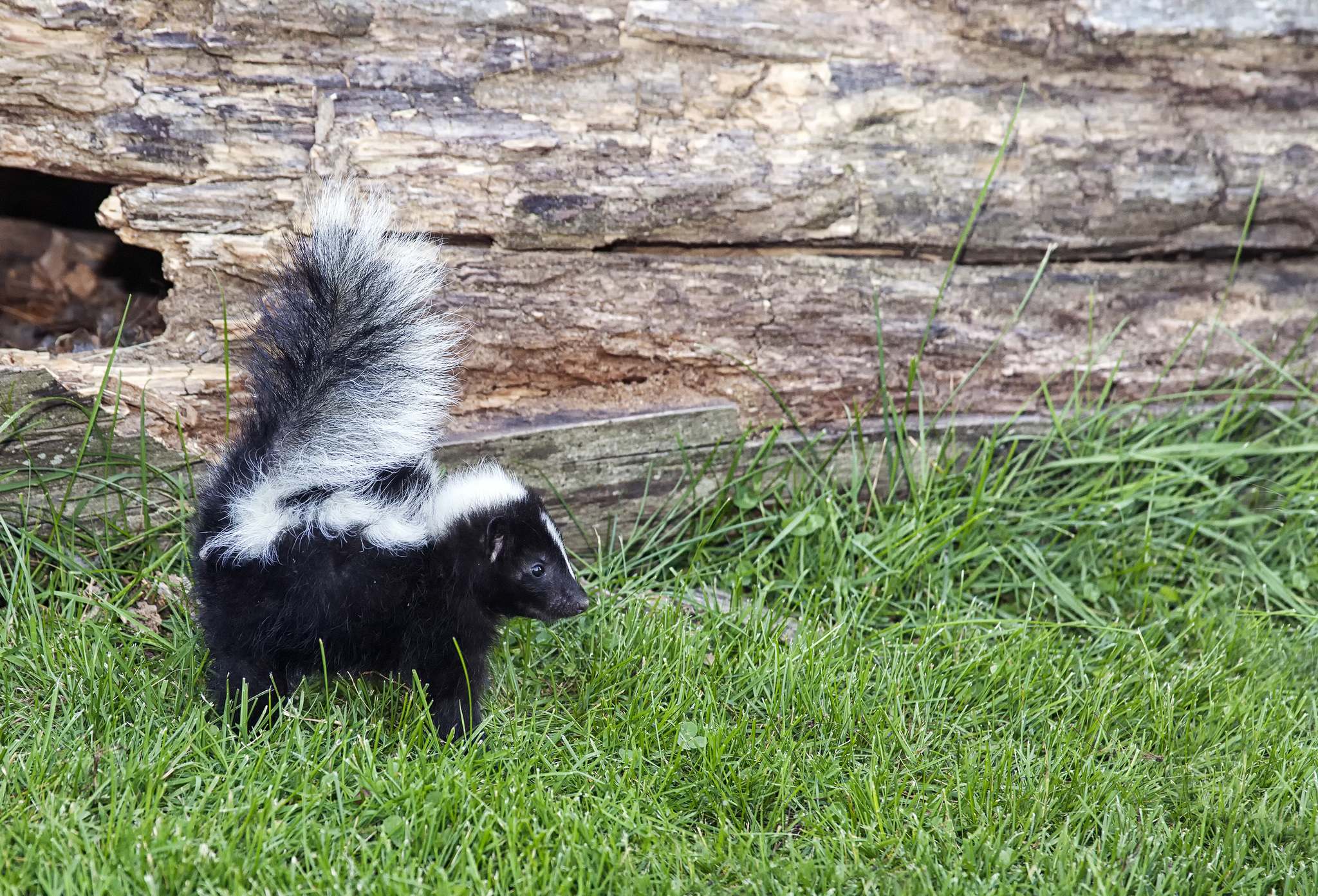 De-skunking a sprayed dog – Winnipeg Free Press