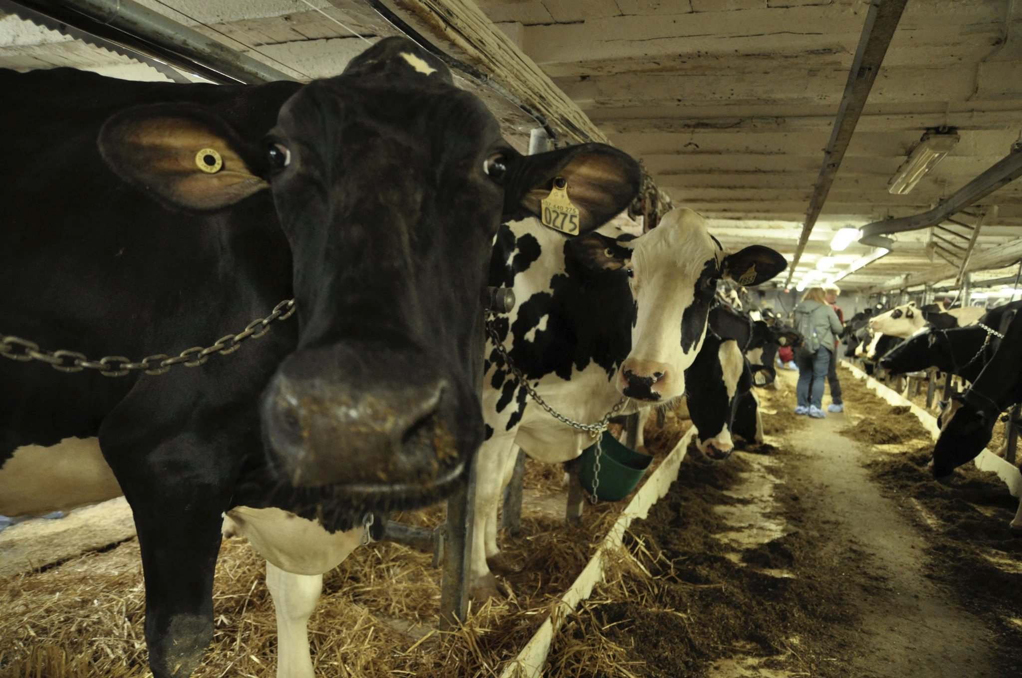 Quebec family puts a face on the dairy industry – Winnipeg Free Press