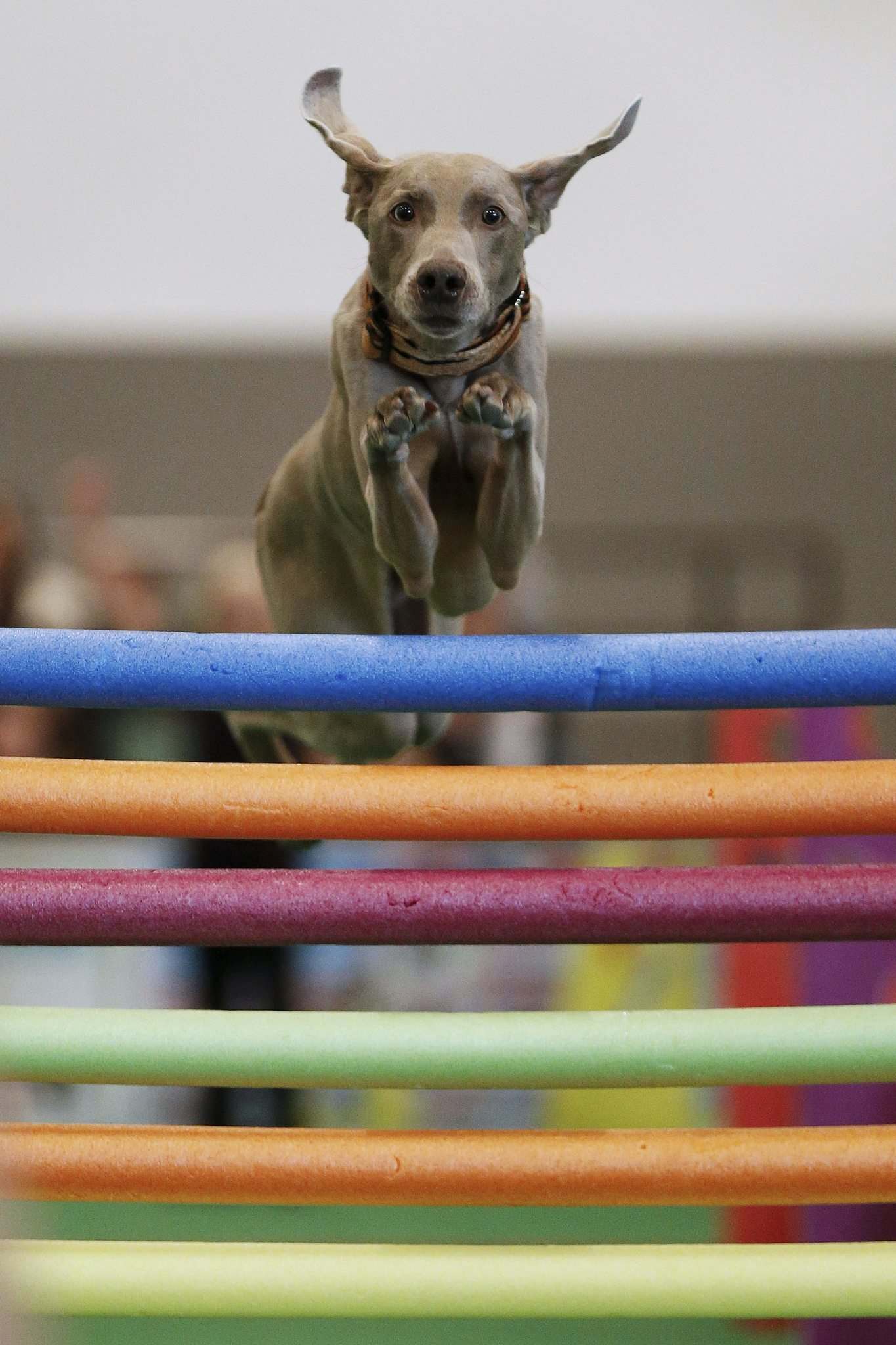 From fur to feathers, Winnipeg Pet Show features all things animal ...