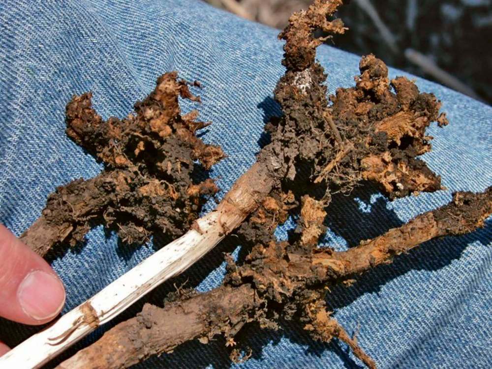 Clubroot costly long after the crops are killed – Winnipeg Free Press