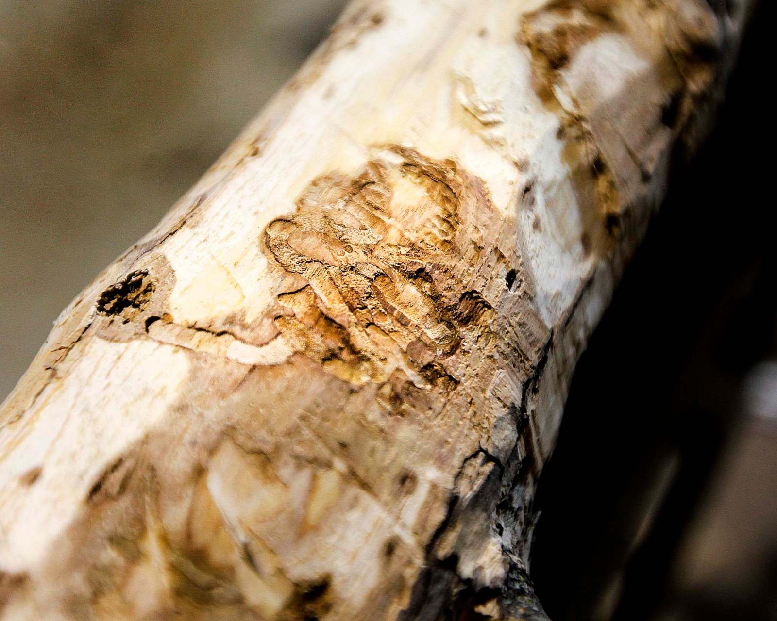 City to spend $1.3M to turn infected ashes to ashes, try to save ...