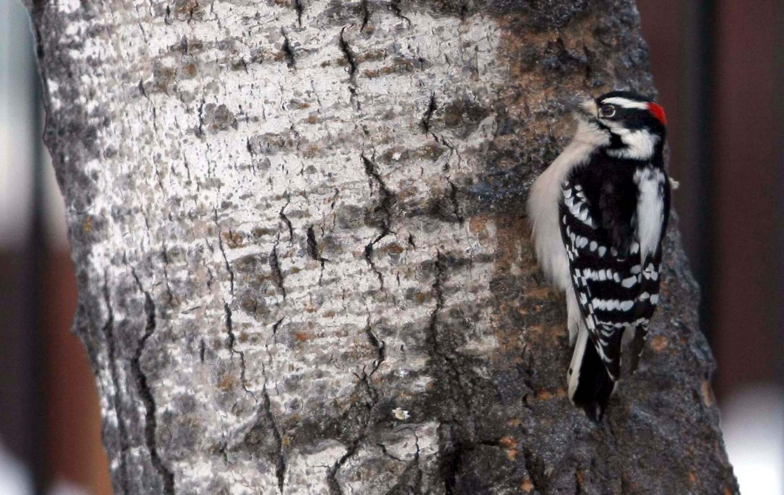 Manitoba celebrates Year of the Bird – Winnipeg Free Press