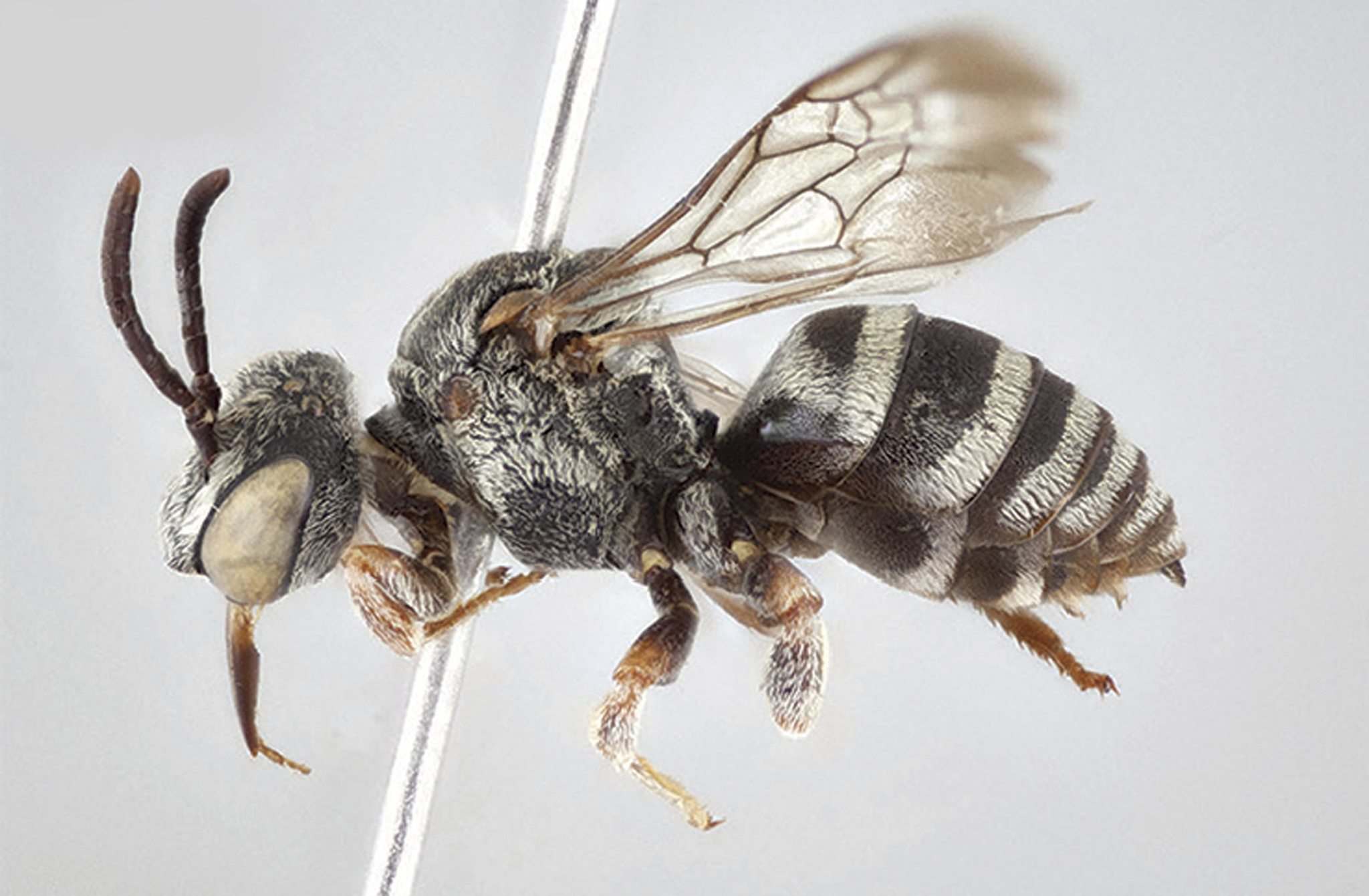 Cuckoo bee named after U of M prof – Winnipeg Free Press
