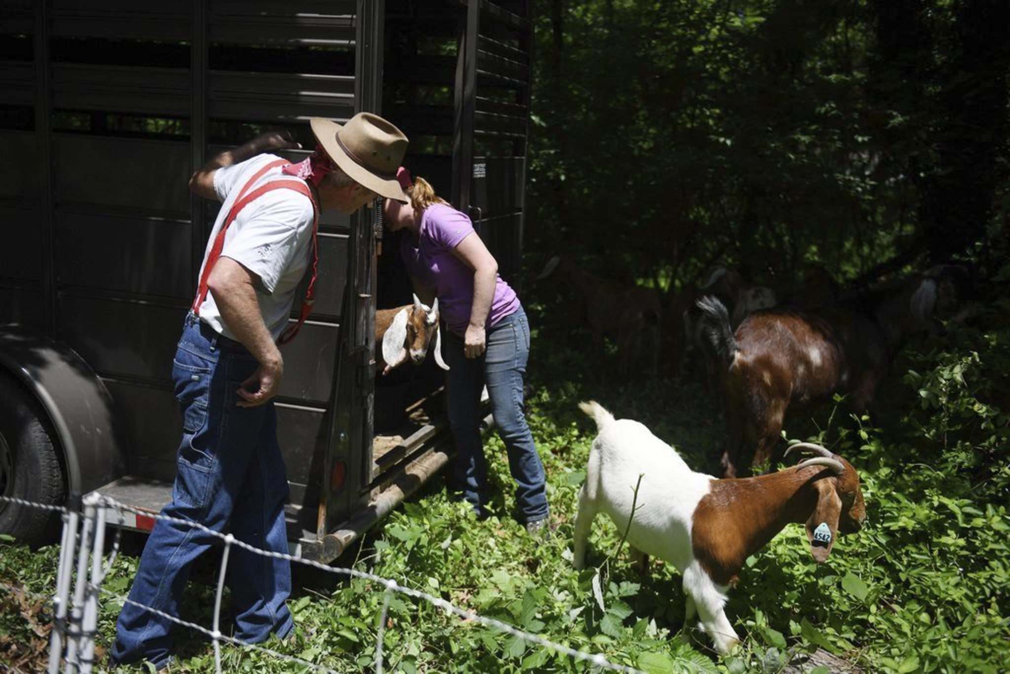 Goat labour attracts curious onlookers – Winnipeg Free Press