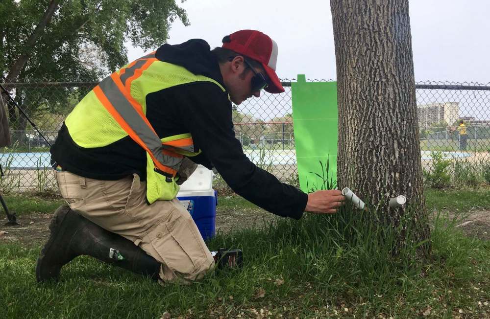 Insecticide to be used in ash tree beetle battle – Winnipeg Free Press