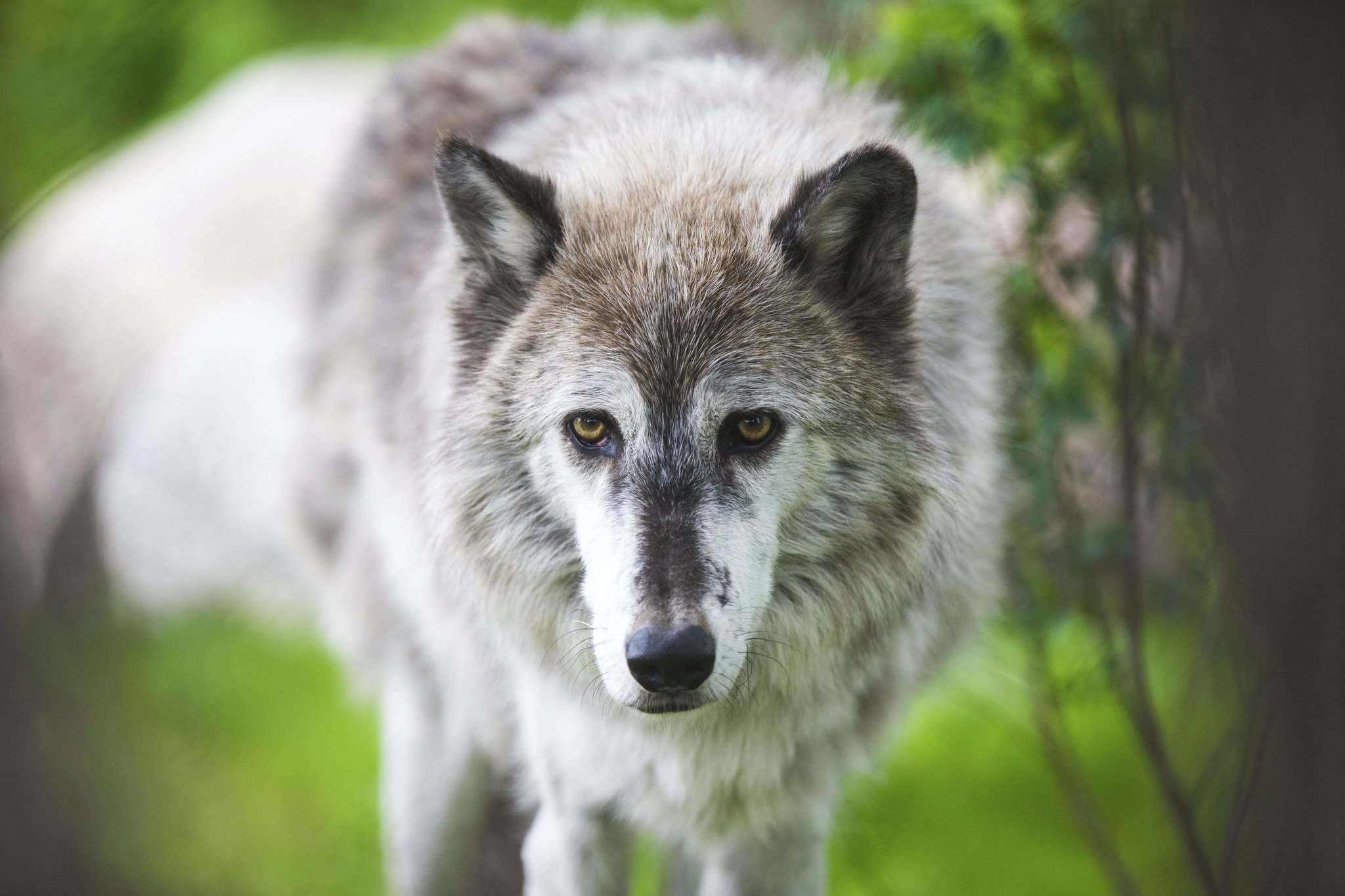 Wolves get new home at Winnipeg zoo – Winnipeg Free Press