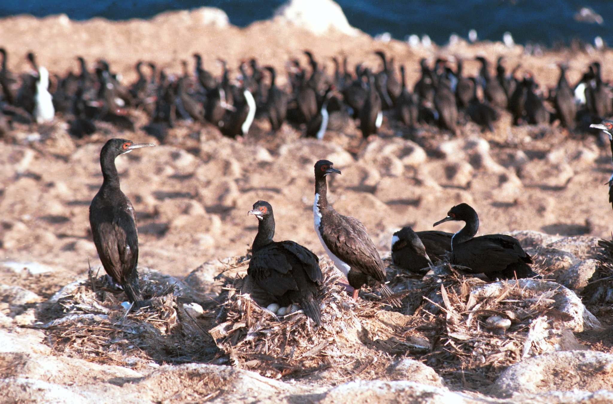 Peru fiercely protects prized bird poop – Winnipeg Free Press