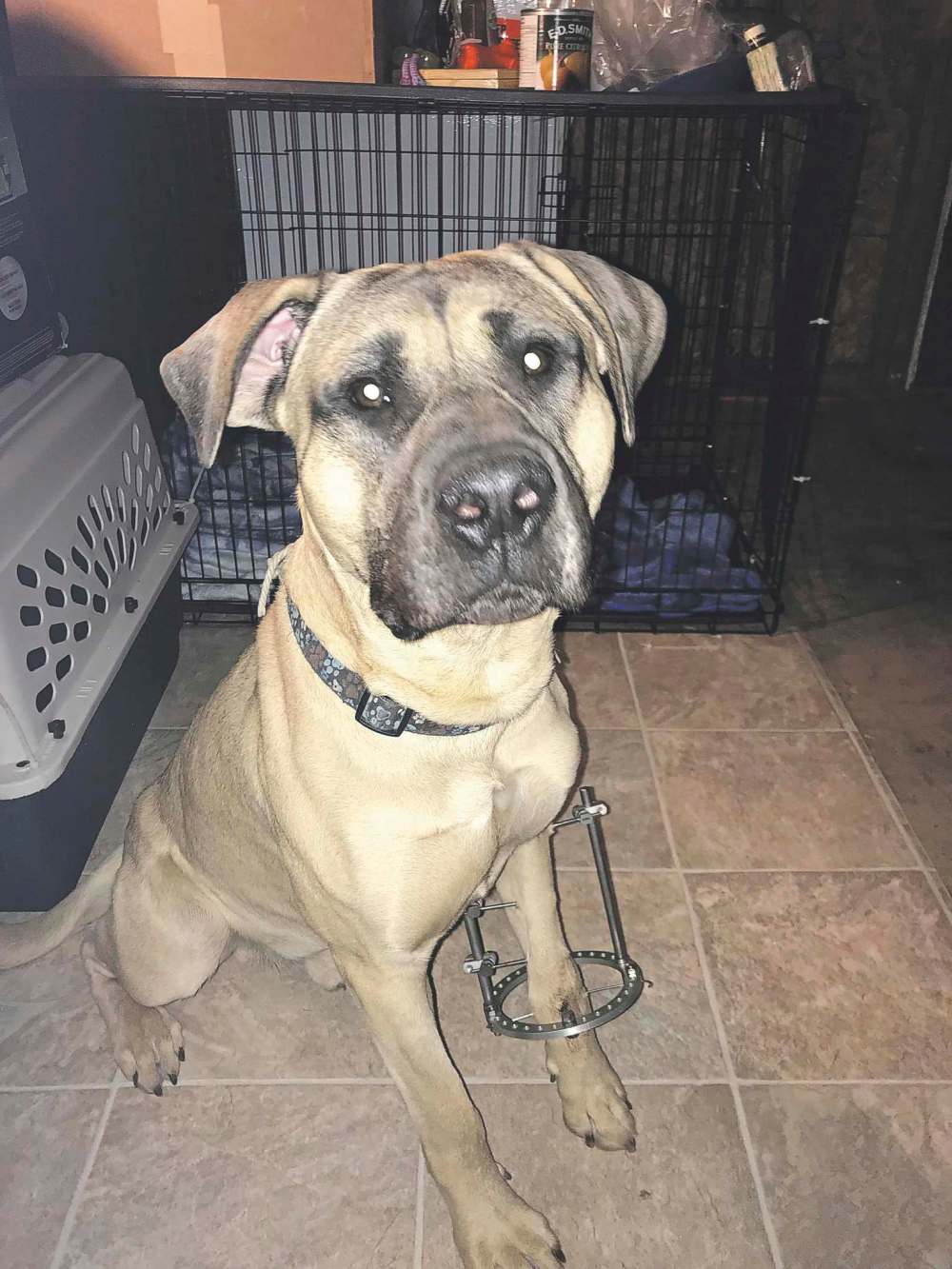 Giant dog has lots of love to give – Winnipeg Free Press