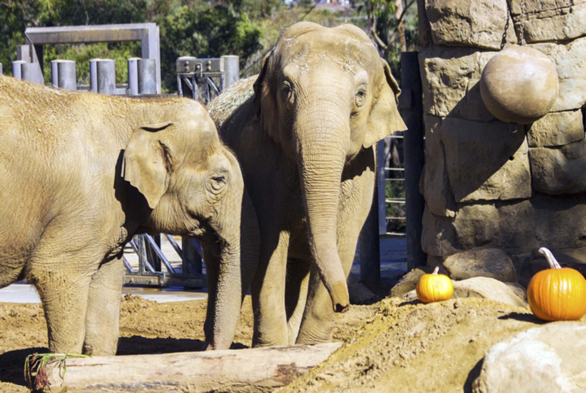 Santa Barbara Zoo euthanizes beloved elephant – Winnipeg Free Press