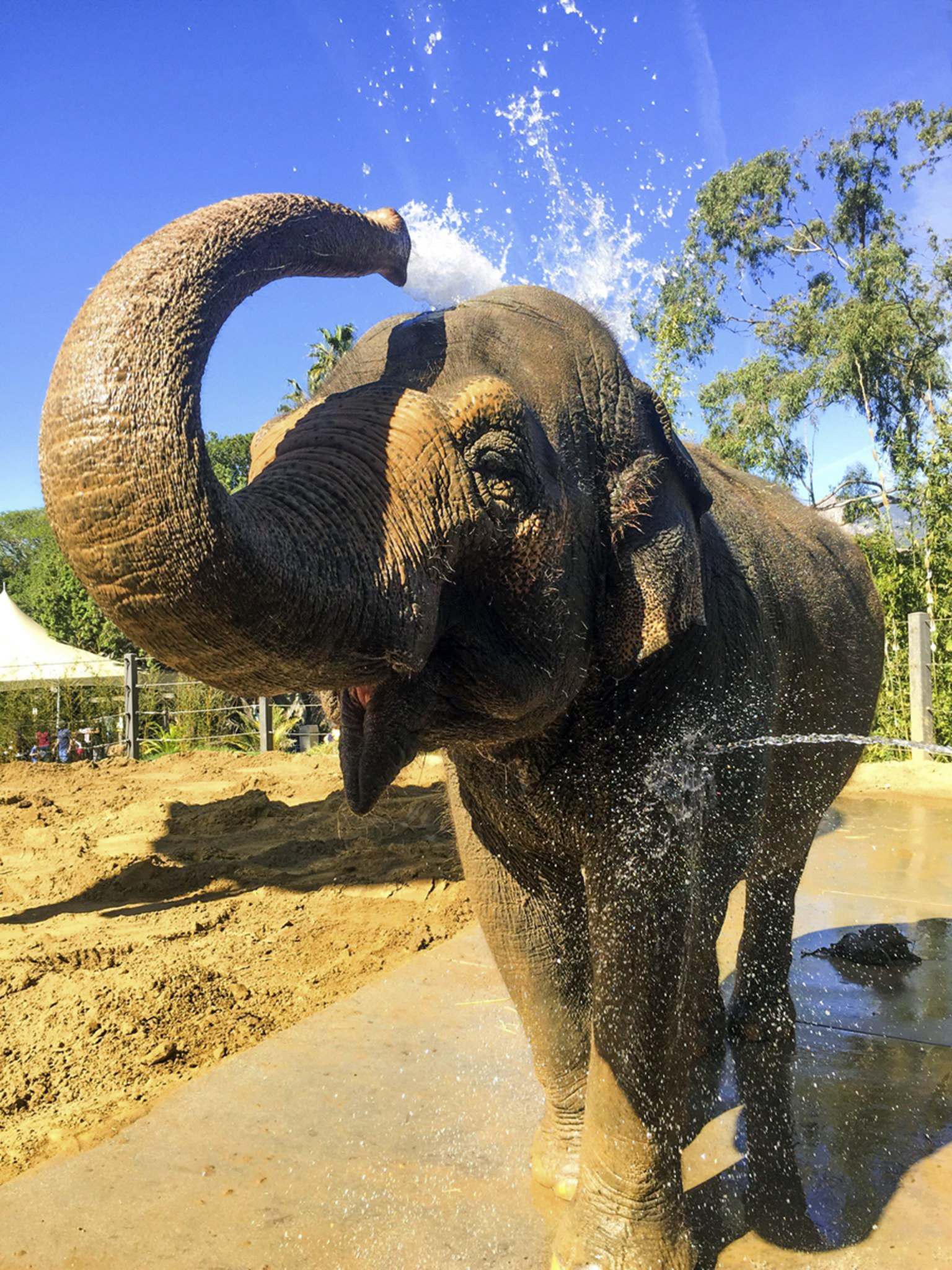 Santa Barbara Zoo euthanizes beloved elephant – Winnipeg Free Press