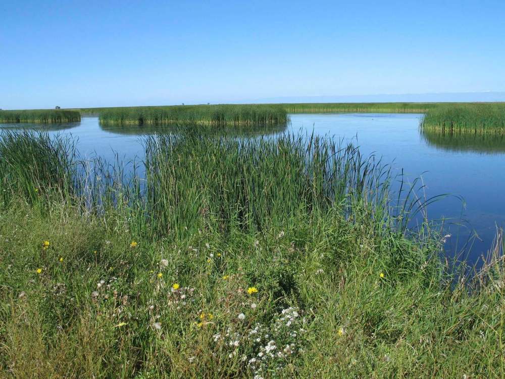 Wetlands play critical role for people, nature – Winnipeg Free Press