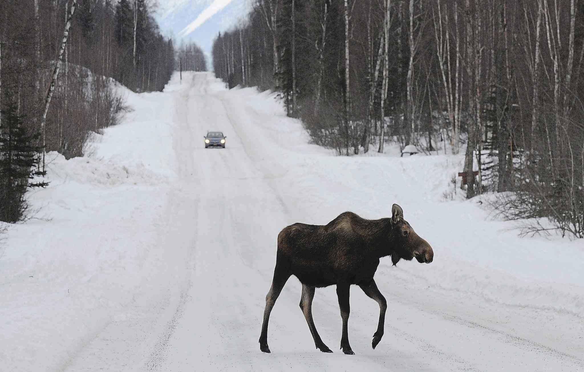 Wildlife staff shortage linked to moose poaching – Winnipeg Free Press