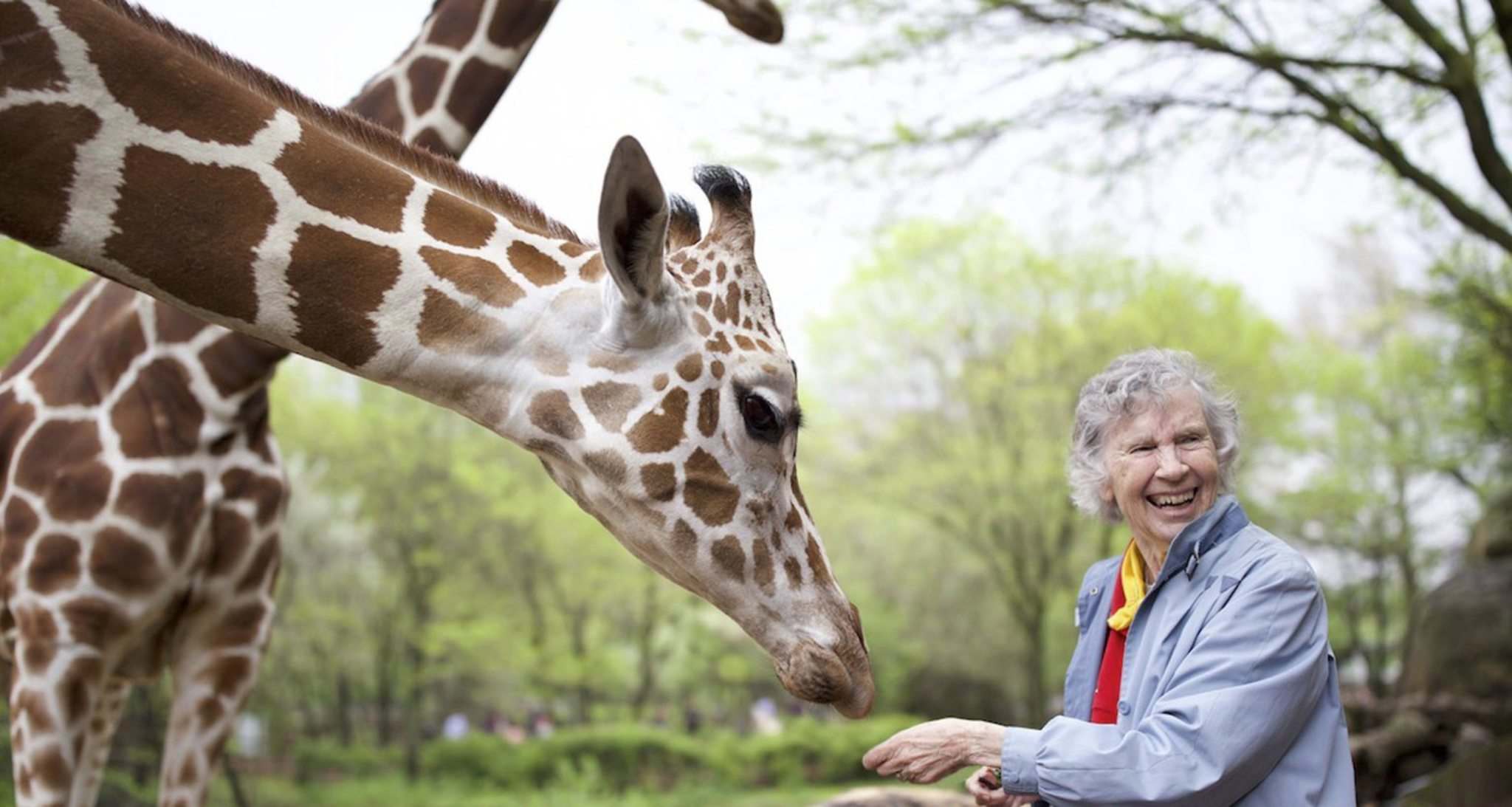 Film explores life of giraffe researcher – Winnipeg Free Press
