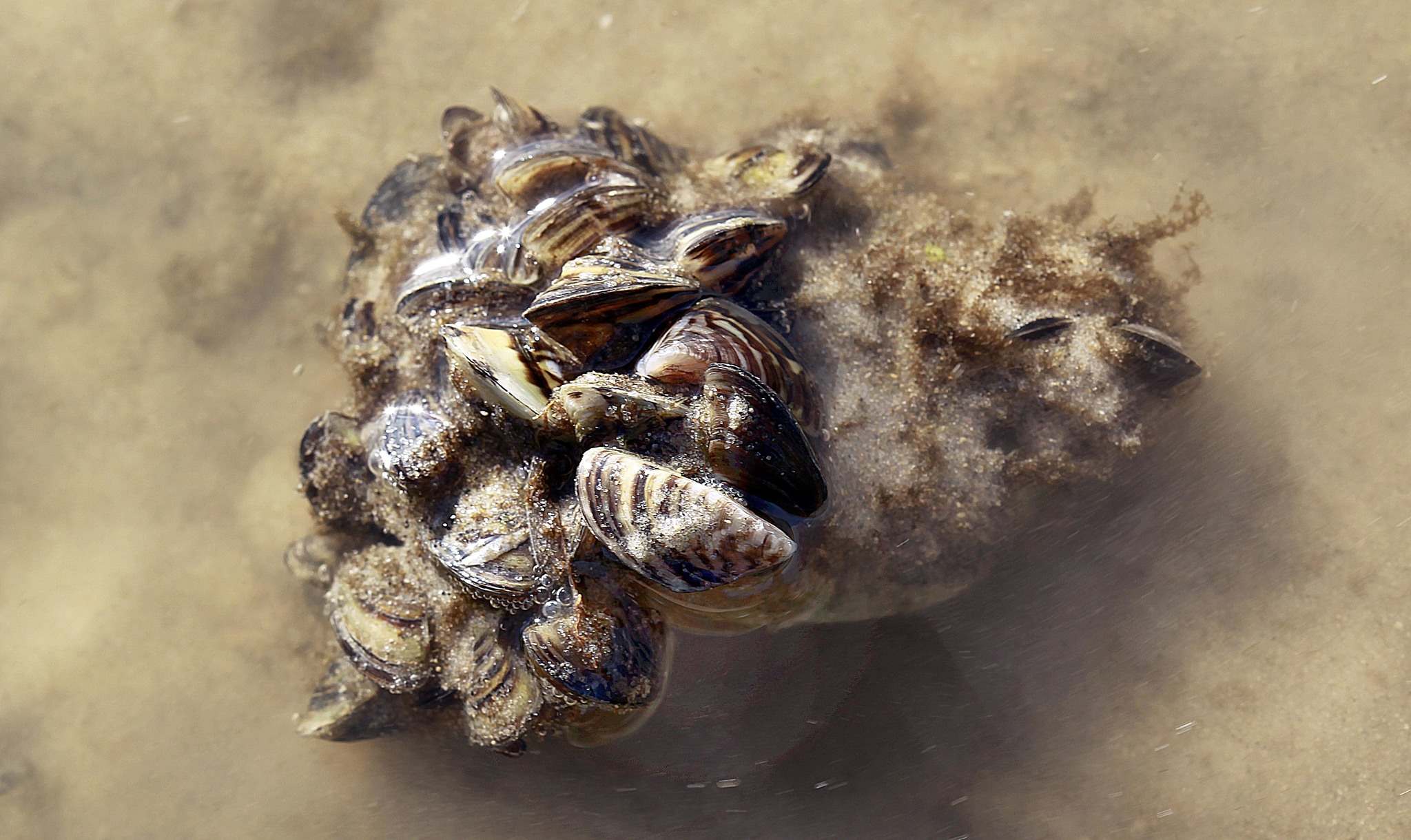 Zebra mussel larva found in source of Winnipeg drinking water ...