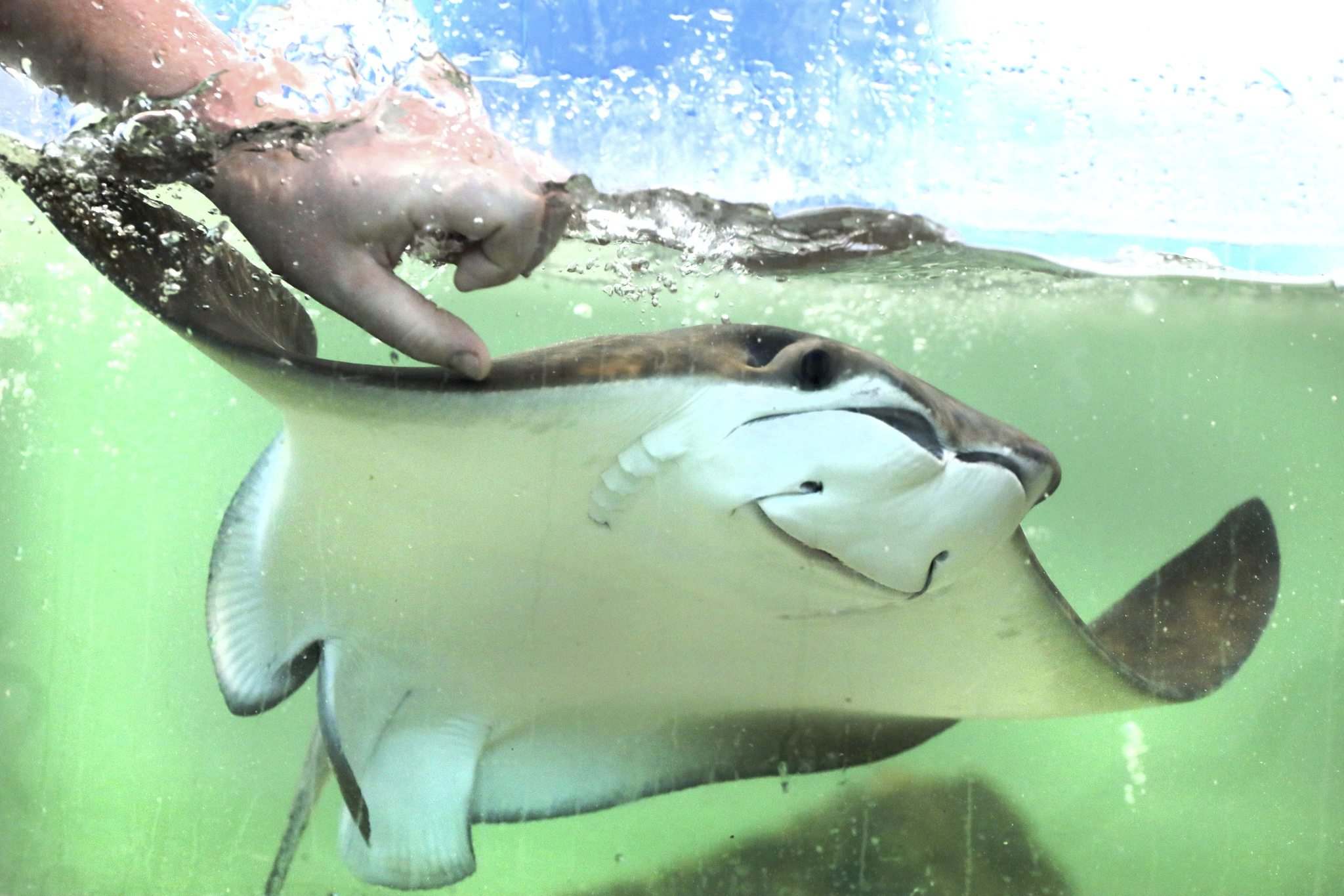 Stingray exhibit makes splash – Winnipeg Free Press