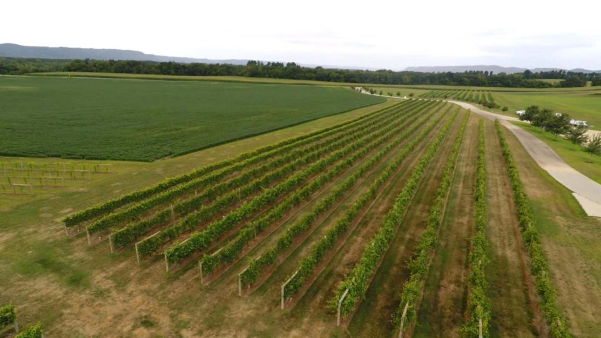 Wisconsin tourism is being transformed by its grape growers – Winnipeg ...