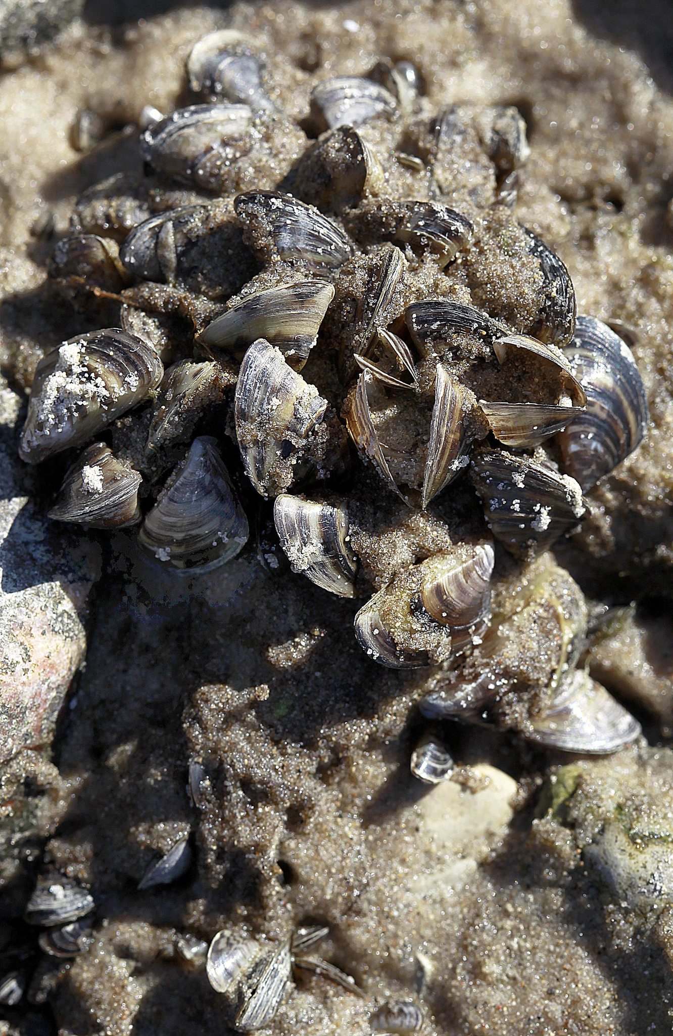 Zebra mussel fight complicated for boaters – Winnipeg Free Press