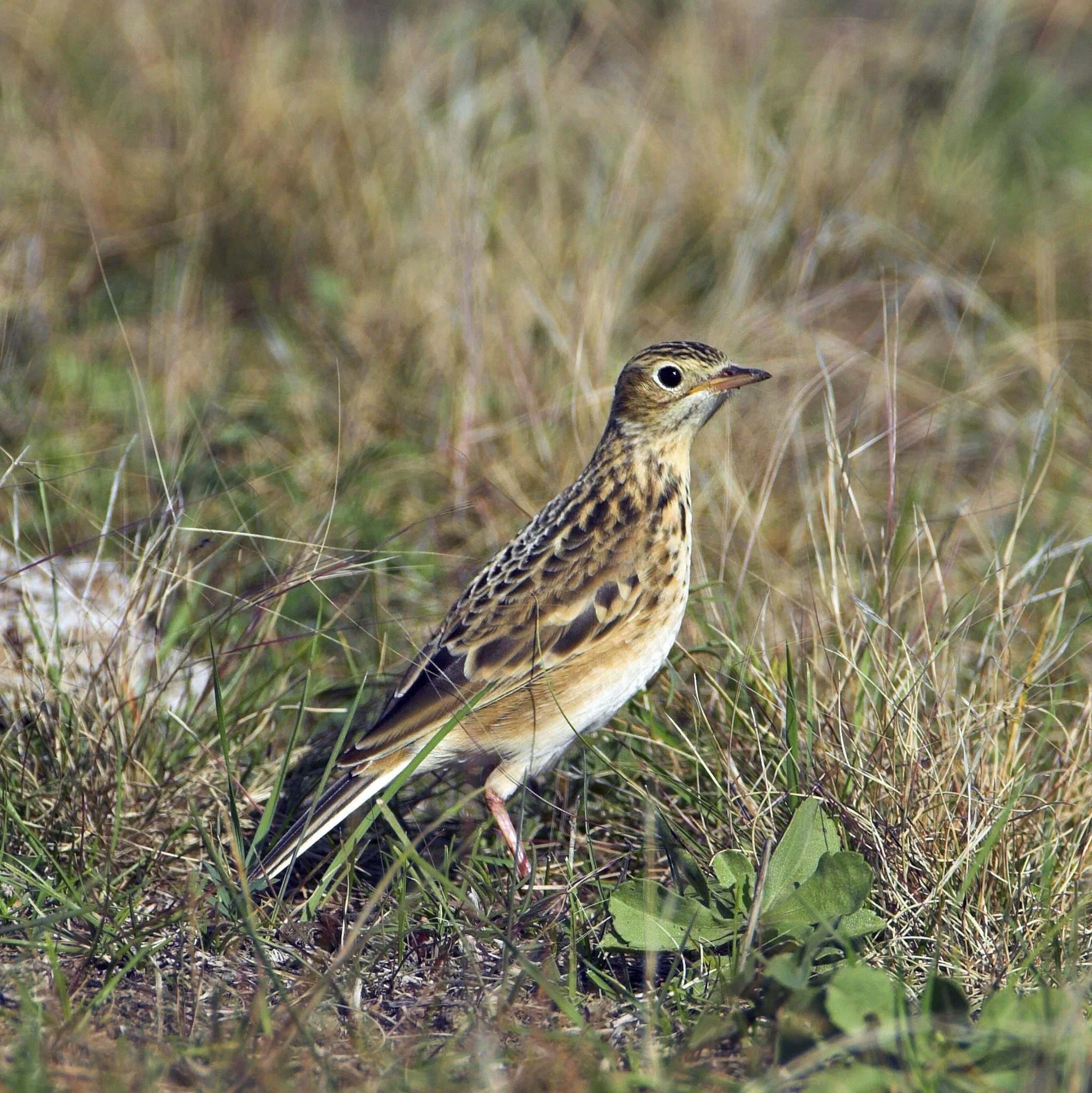 Canada’s bird population needs our help – Winnipeg Free Press