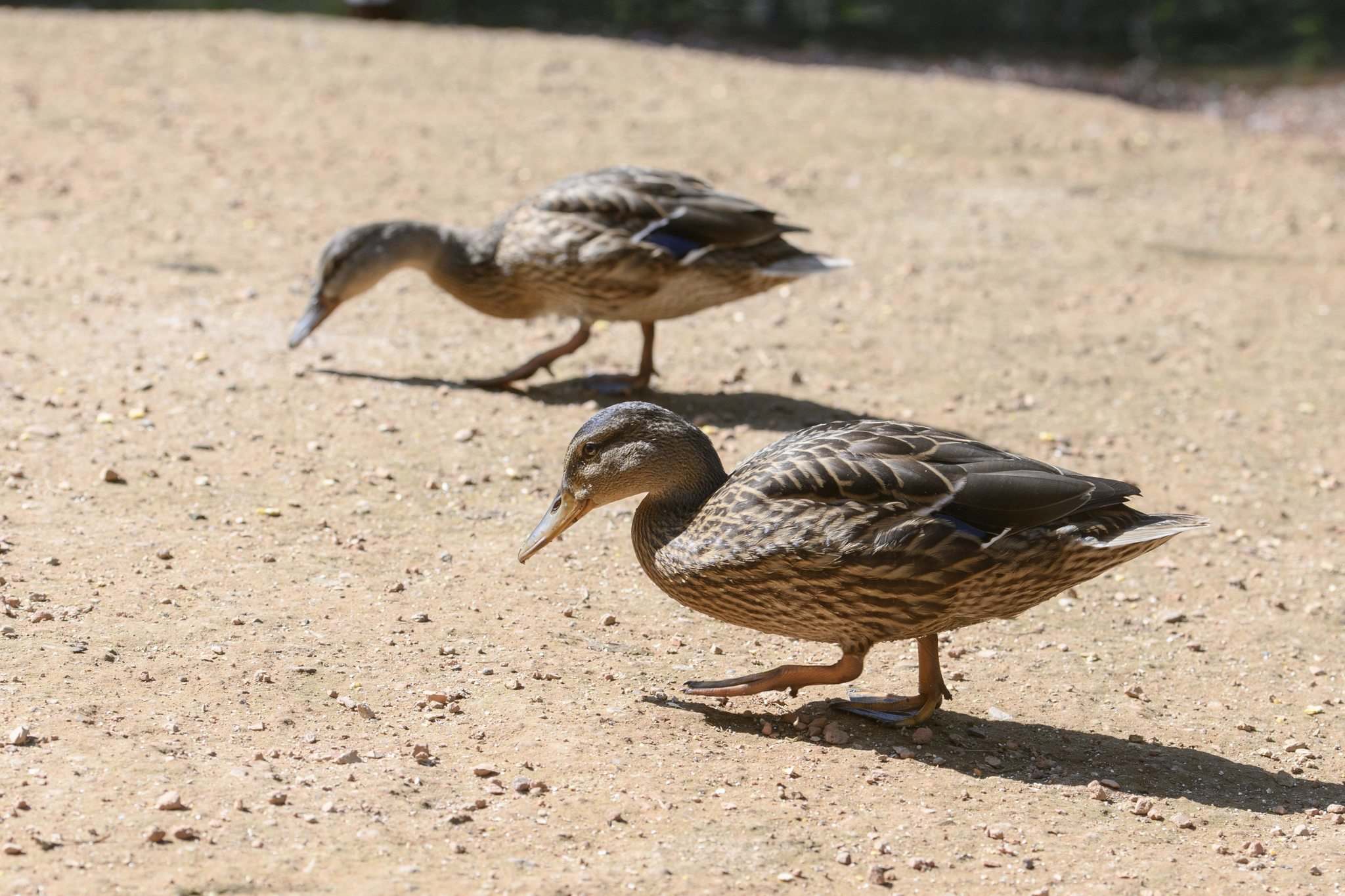 Botulism blamed for dead ducks in city ponds – Winnipeg Free Press