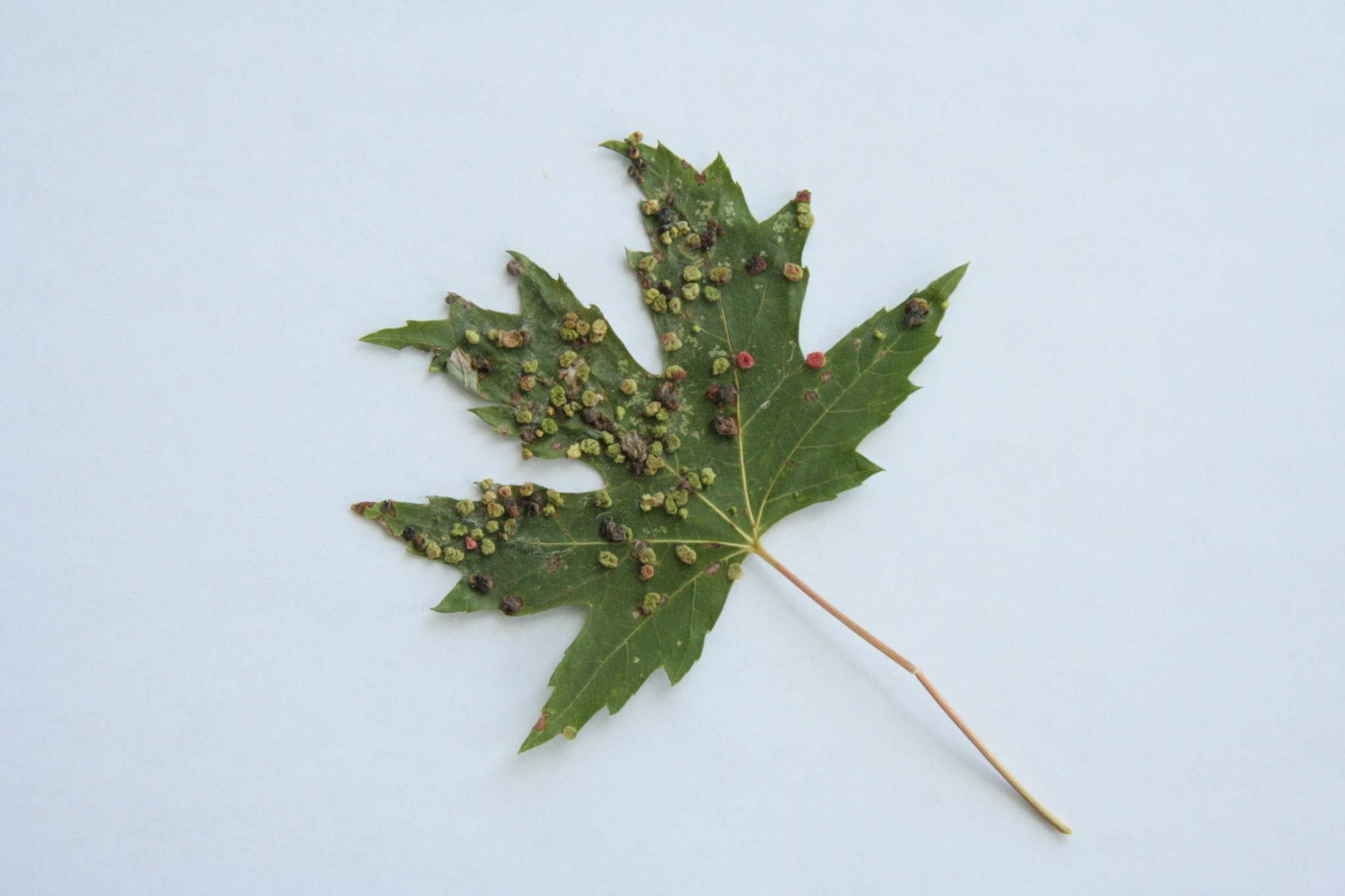 Common mites found on Manitoba trees and shrubs – Winnipeg Free Press