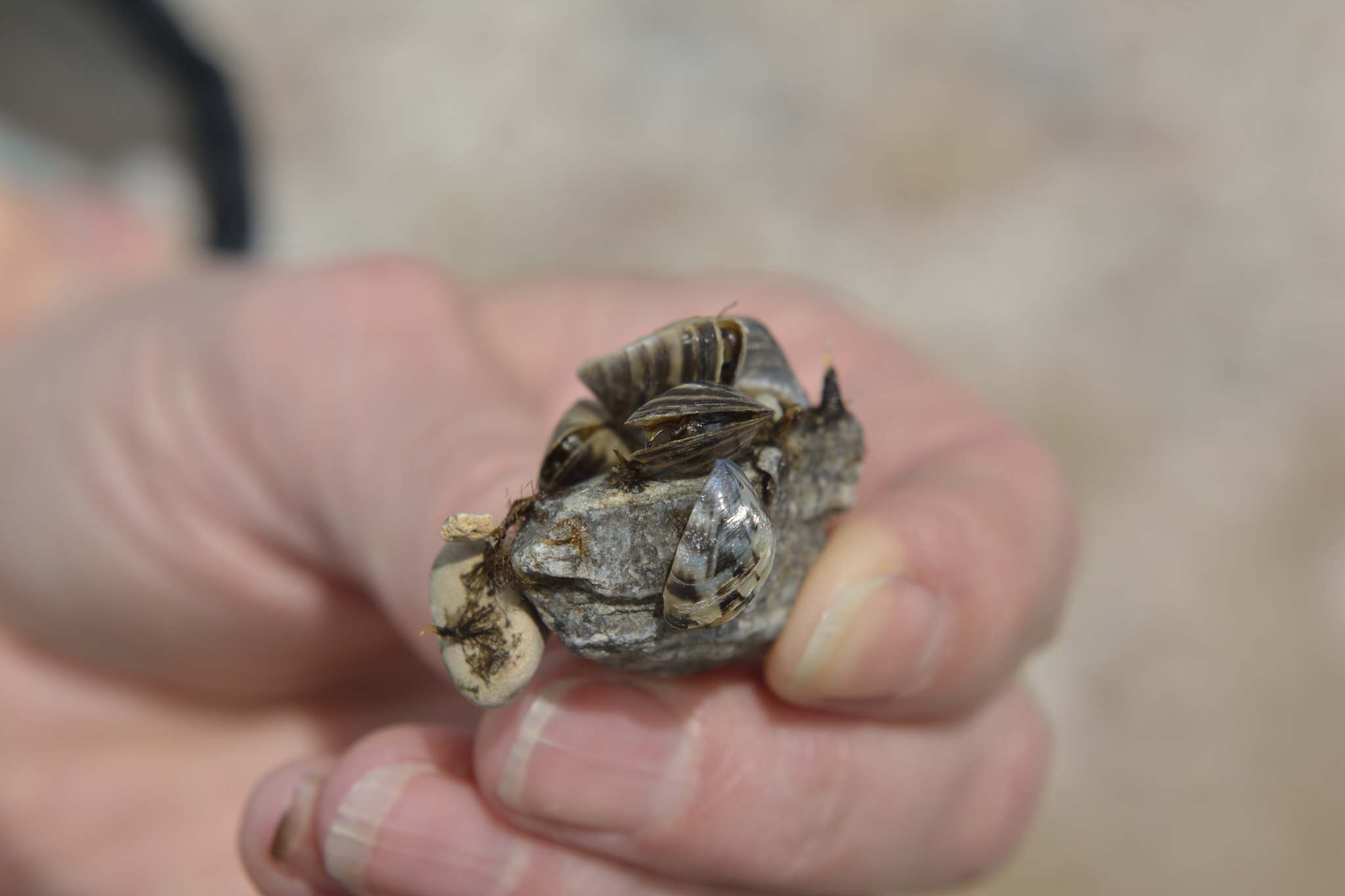 PCs delayed mussel fight despite heads-up – Winnipeg Free Press