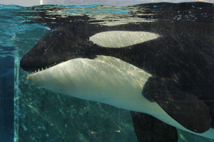 A captive orca is a dangerous orca – Winnipeg Free Press