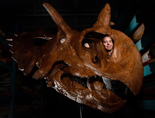 New ceratopsid dinosaur with ‘spiked shield’ identified by researchers ...