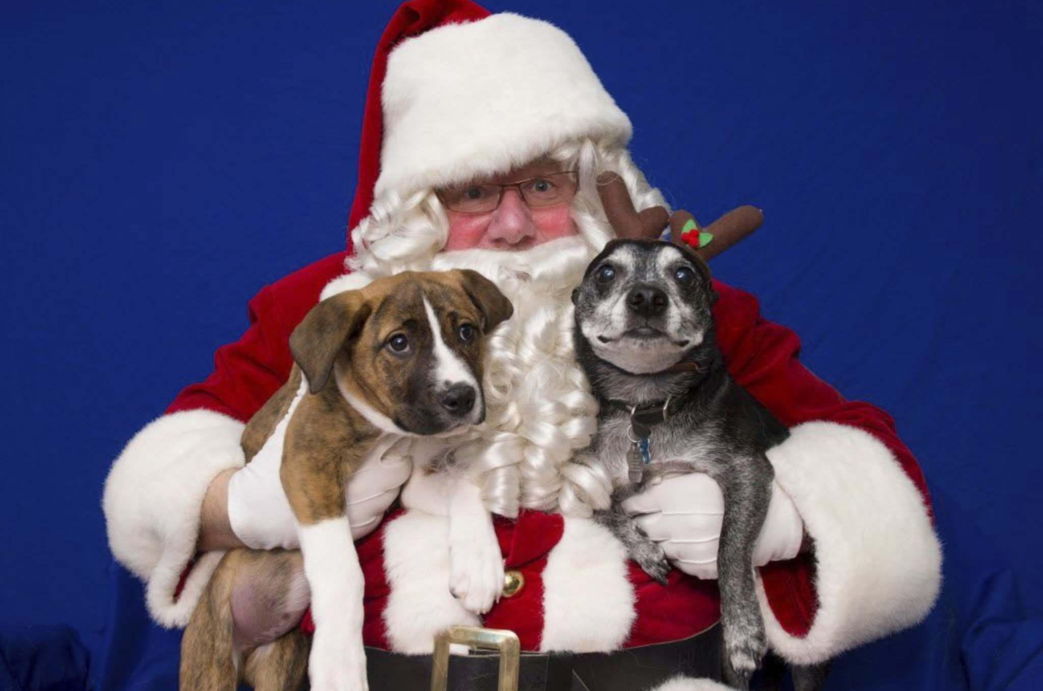 Here comes Santa Paws – Winnipeg Free Press