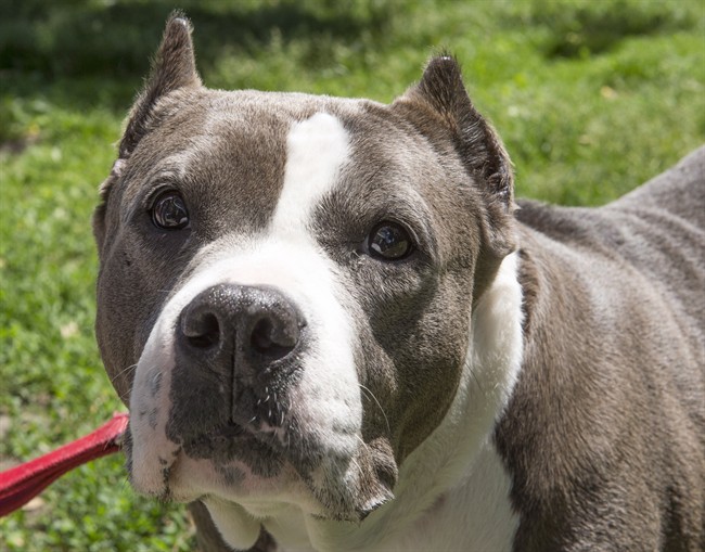 Quebec looking at tighter pit-bull regulations after recent incidents ...