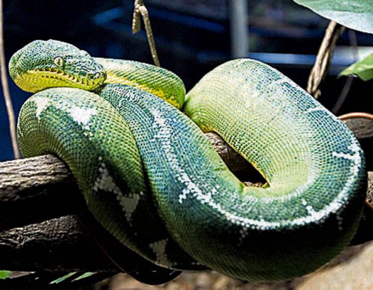 Thieves’ hissy haul includes two bright lime green snakes – Winnipeg ...