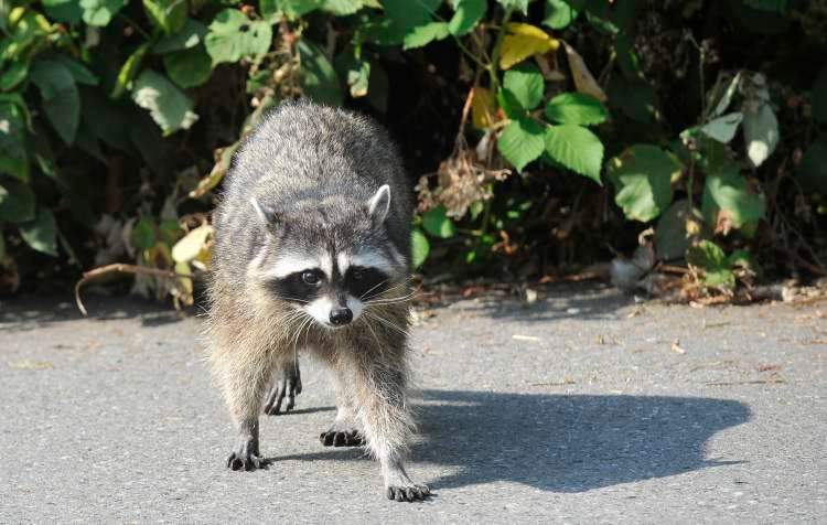 Raccoons with canine distemper spotted in city – Winnipeg Free Press