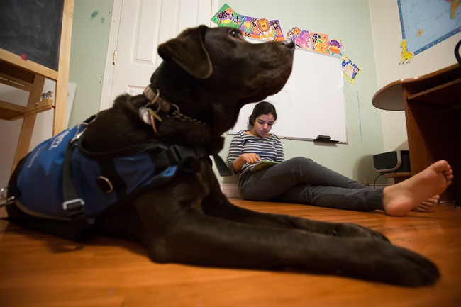 Pepe the autism-support dog dramatically improves life for girl and ...