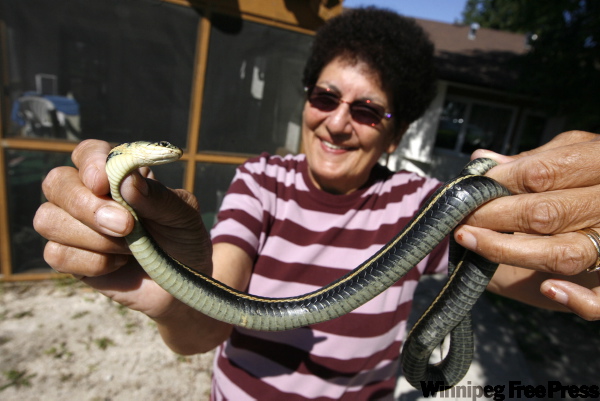 Elderly residents battle garter snake infestation – Winnipeg Free Press