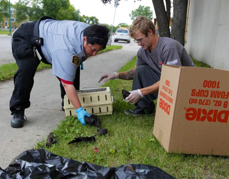 Dozens of birds fall from sky, trees in Winnipeg neighbourhood ...