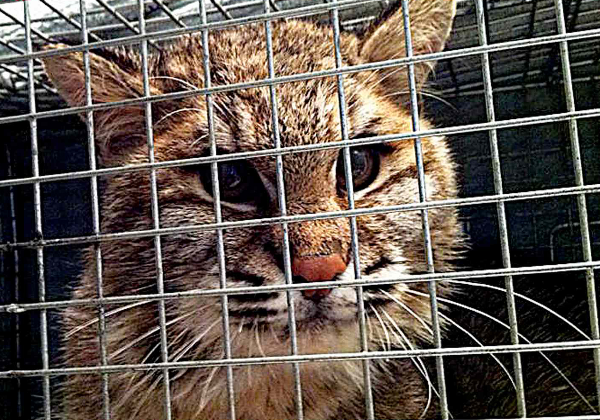 Injured bobcat getting surgery – Winnipeg Free Press
