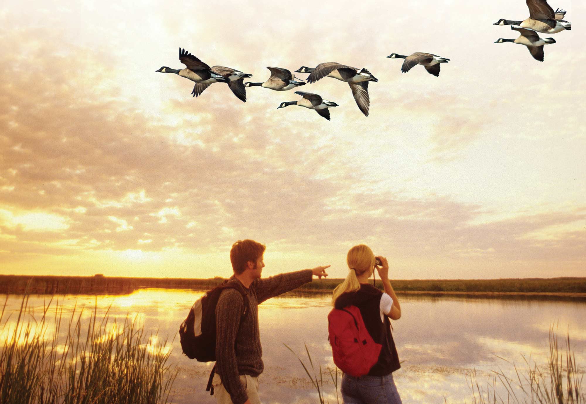 Look up! Migration season is here – Winnipeg Free Press