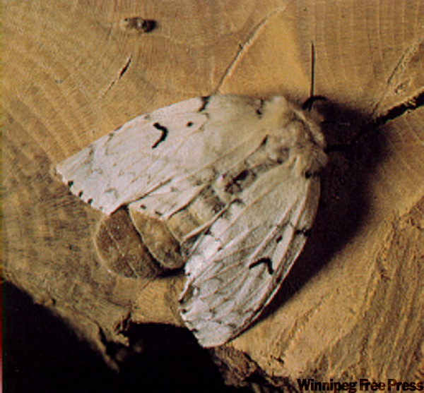 Gypsy moth spraying begins Monday – Winnipeg Free Press