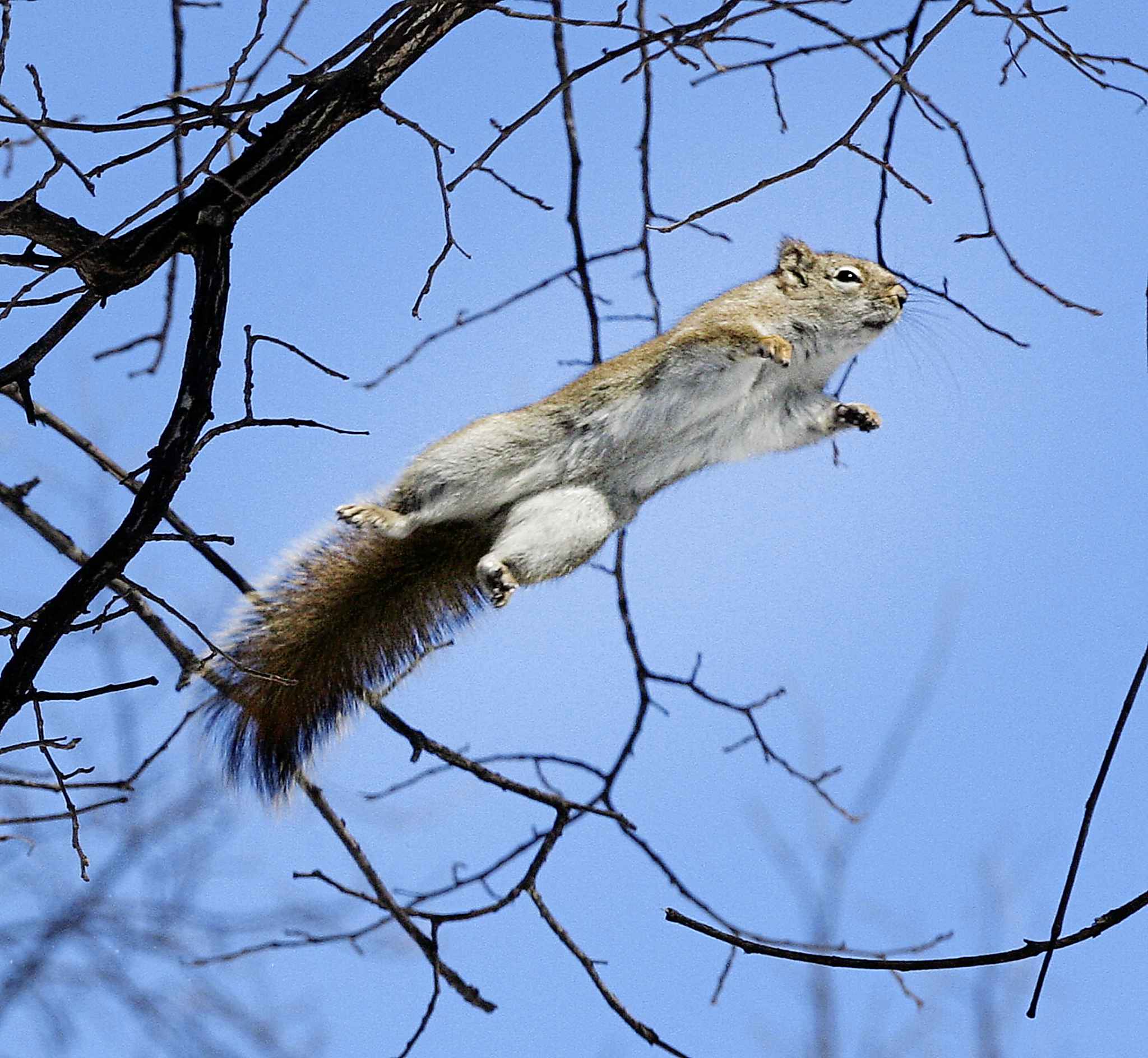 Squirrels are the cutest, furriest terrorists you might ever meet ...