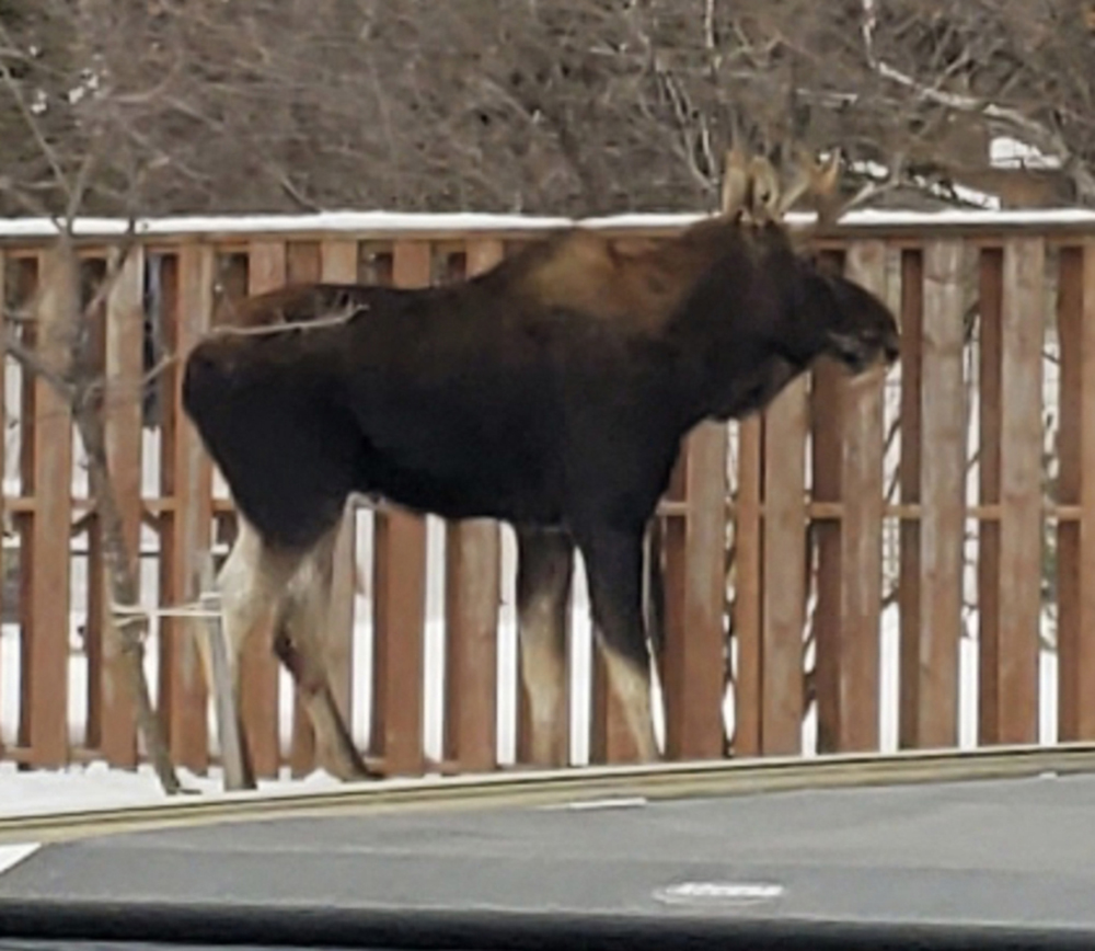 Moose finds way into town – Winnipeg Free Press