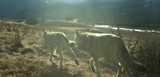Banff wolves have lower survival rate due to hunting, trapping outside ...