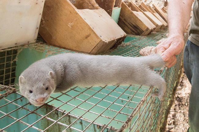 One of two quarantined mink farms in B.C. resumes breeding program ...
