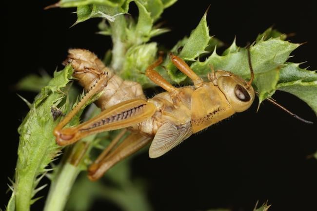 Booming grasshopper populations affecting Prairie agriculture sector ...