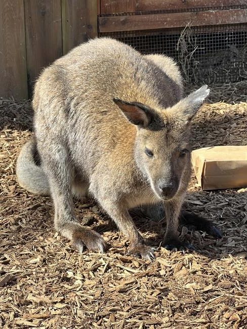 Missing wallaby found hiding in bush near zoo exhibit – Winnipeg Free Press