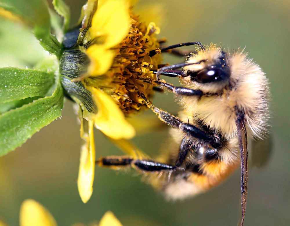 Governments investing in honey bee health – Winnipeg Free Press